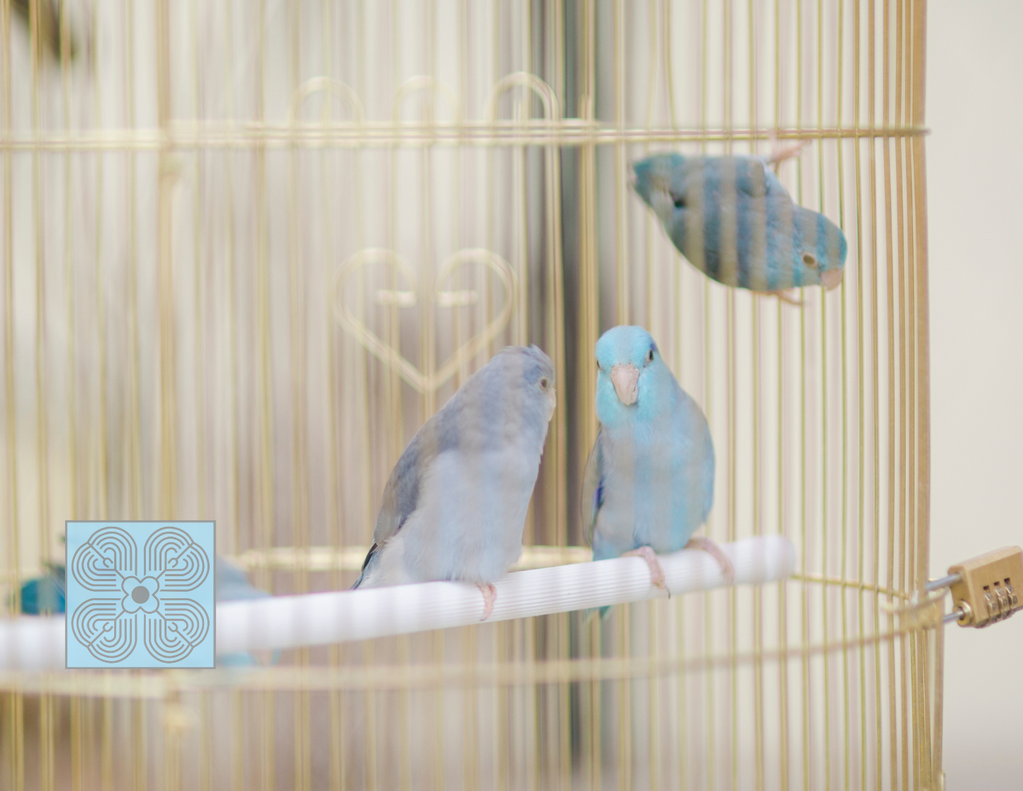 Feathered Harmony: Atma for Birds – Atma Wealth